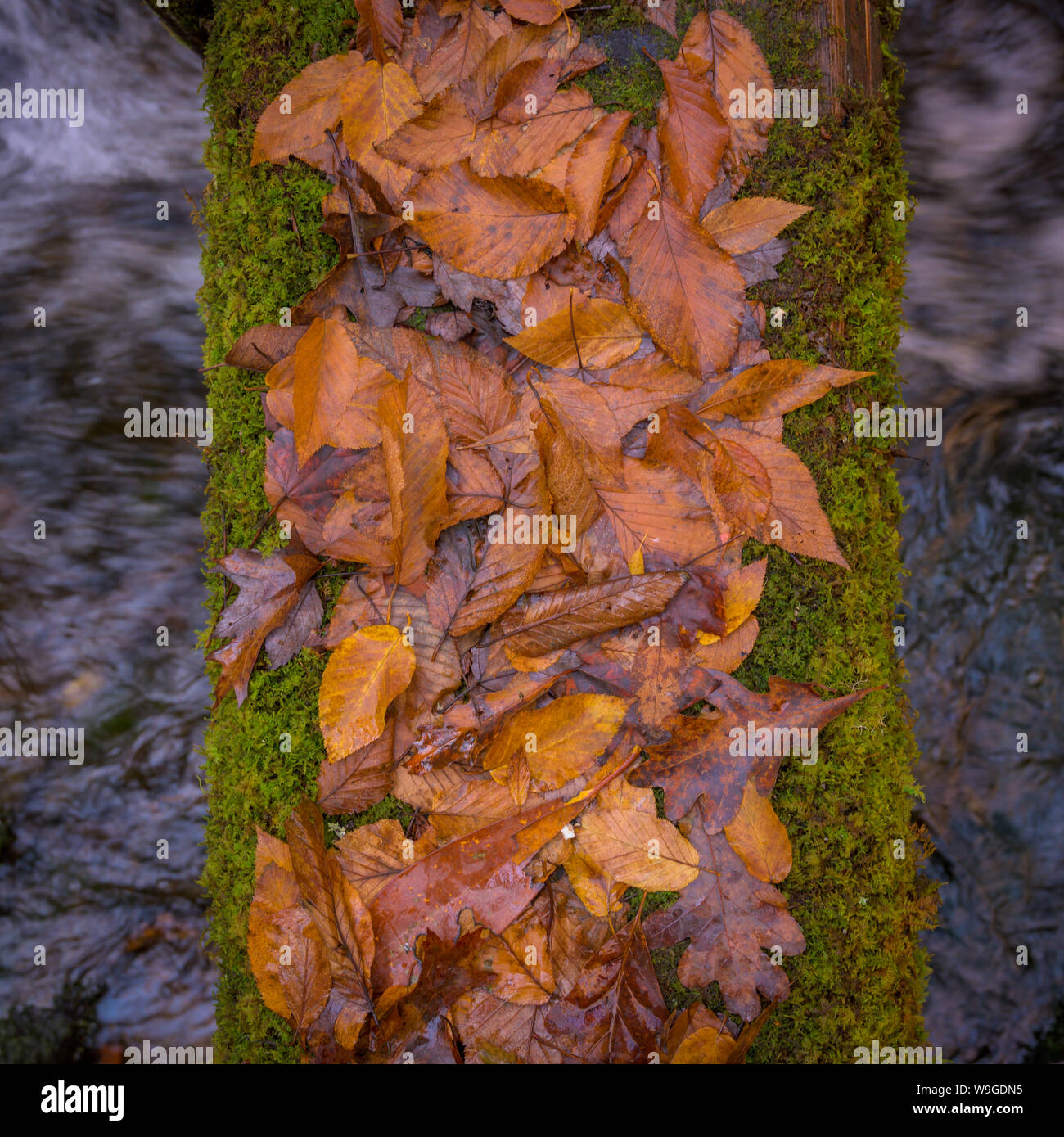 Wet Fall Leaves on Log Bridge over mountain river Stock Photo - Alamy