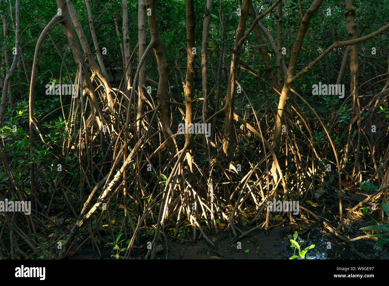 Mangrove forest with the roots, green leaves, water reflection and sun ...