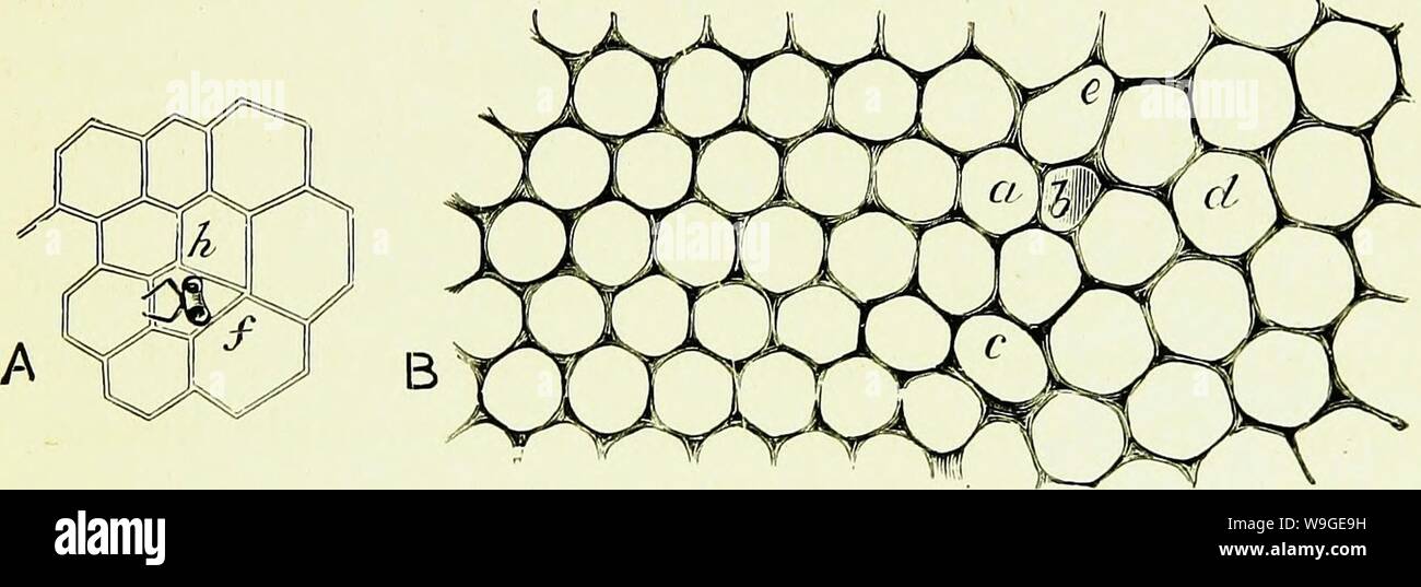 Drone cells worker cells hi-res stock photography and images - Alamy