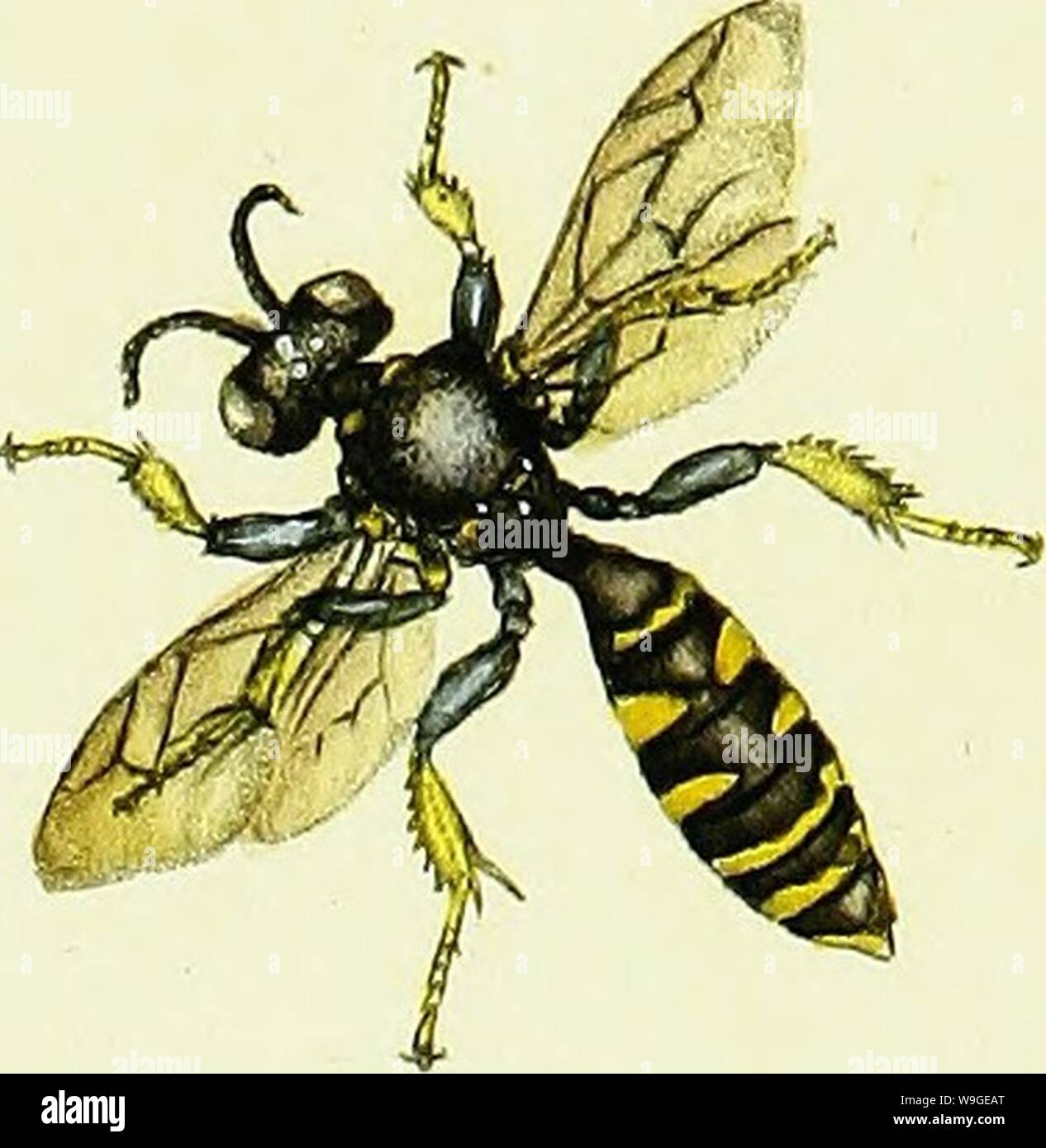 Archive image from page 197 of The natural history of British Stock ...