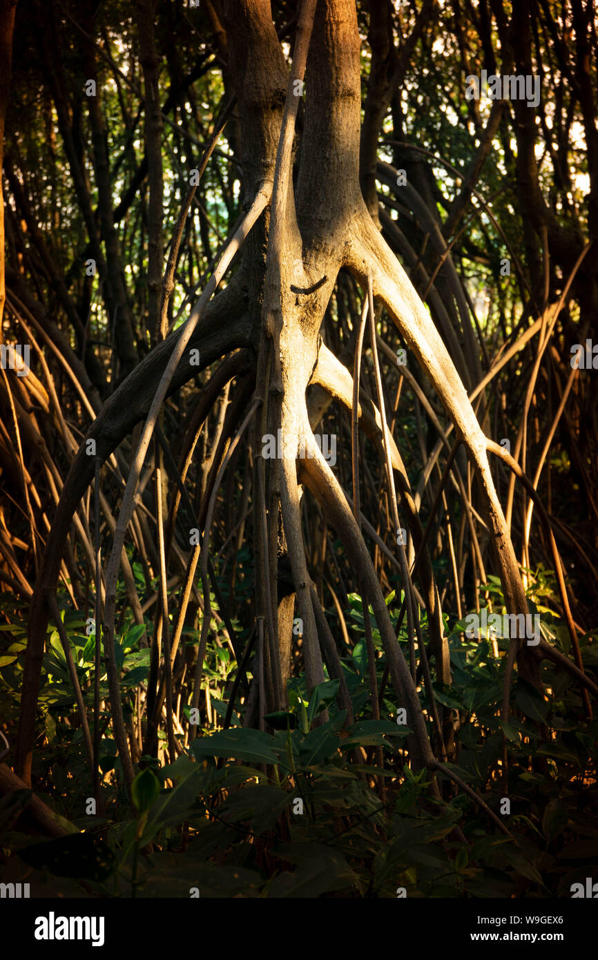 Mangrove seedlings hi-res stock photography and images - Alamy