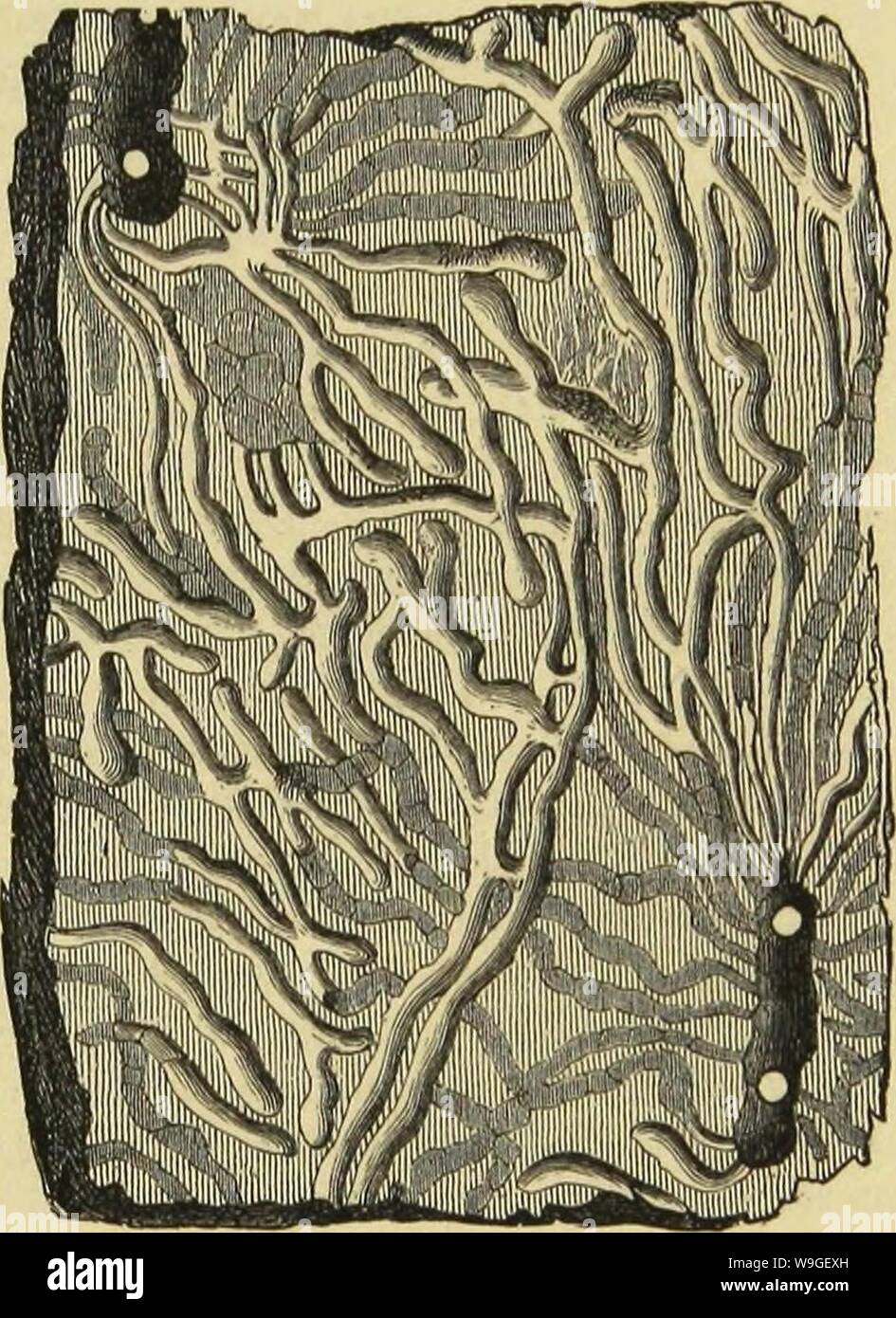 Spinnen affe hi-res stock photography and images - Alamy