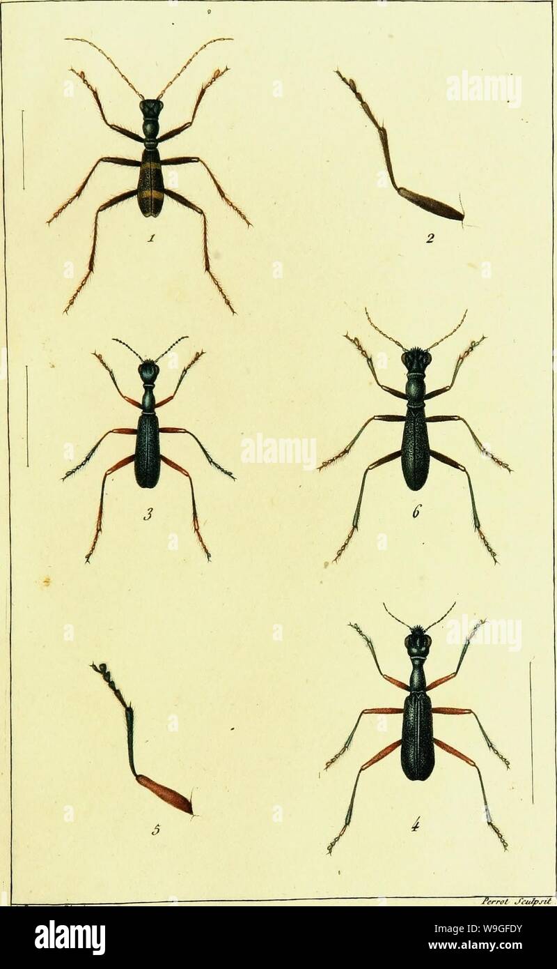 Pattes des insectes hi-res stock photography and images - Alamy