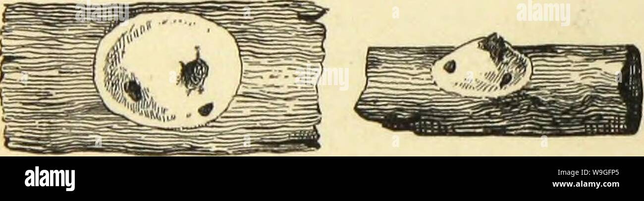 Najvia hi-res stock photography and images - Alamy