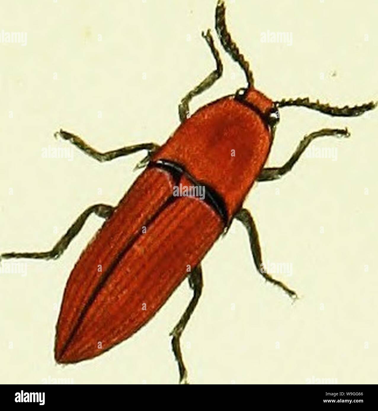 Archive image from page 221 of The natural history of British. The ...