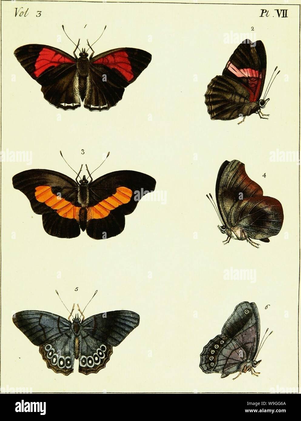 Archive image from page 220 of Illustrations of natural history Wherein ...
