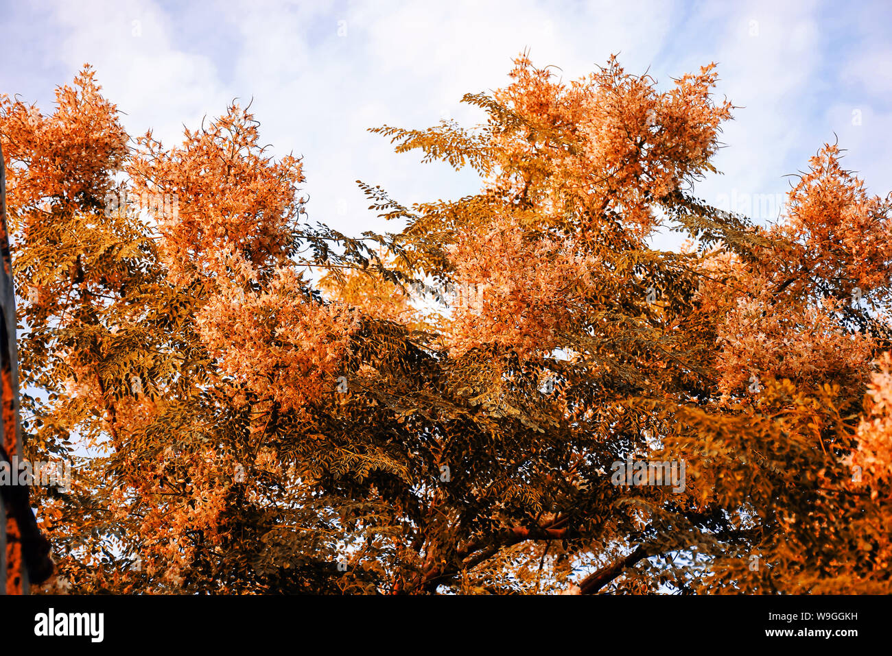 Sahjan hi-res stock photography and images - Alamy