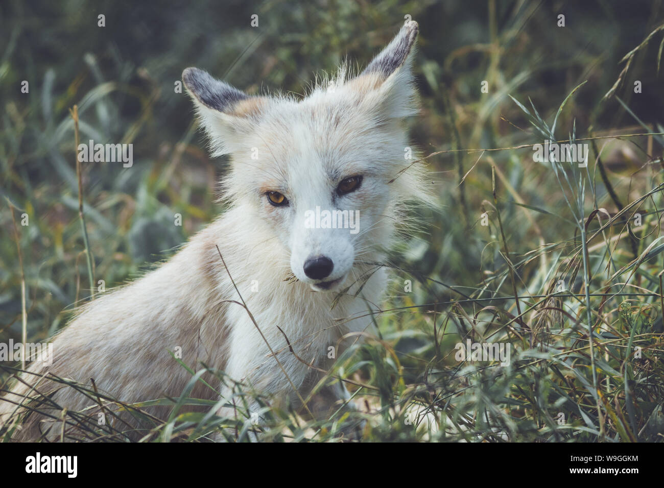 Albino Fox Uxbridge
