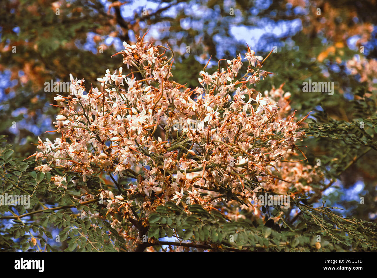 Organic Moringa or Sahjan flowers on the branch Stock Photo - Alamy