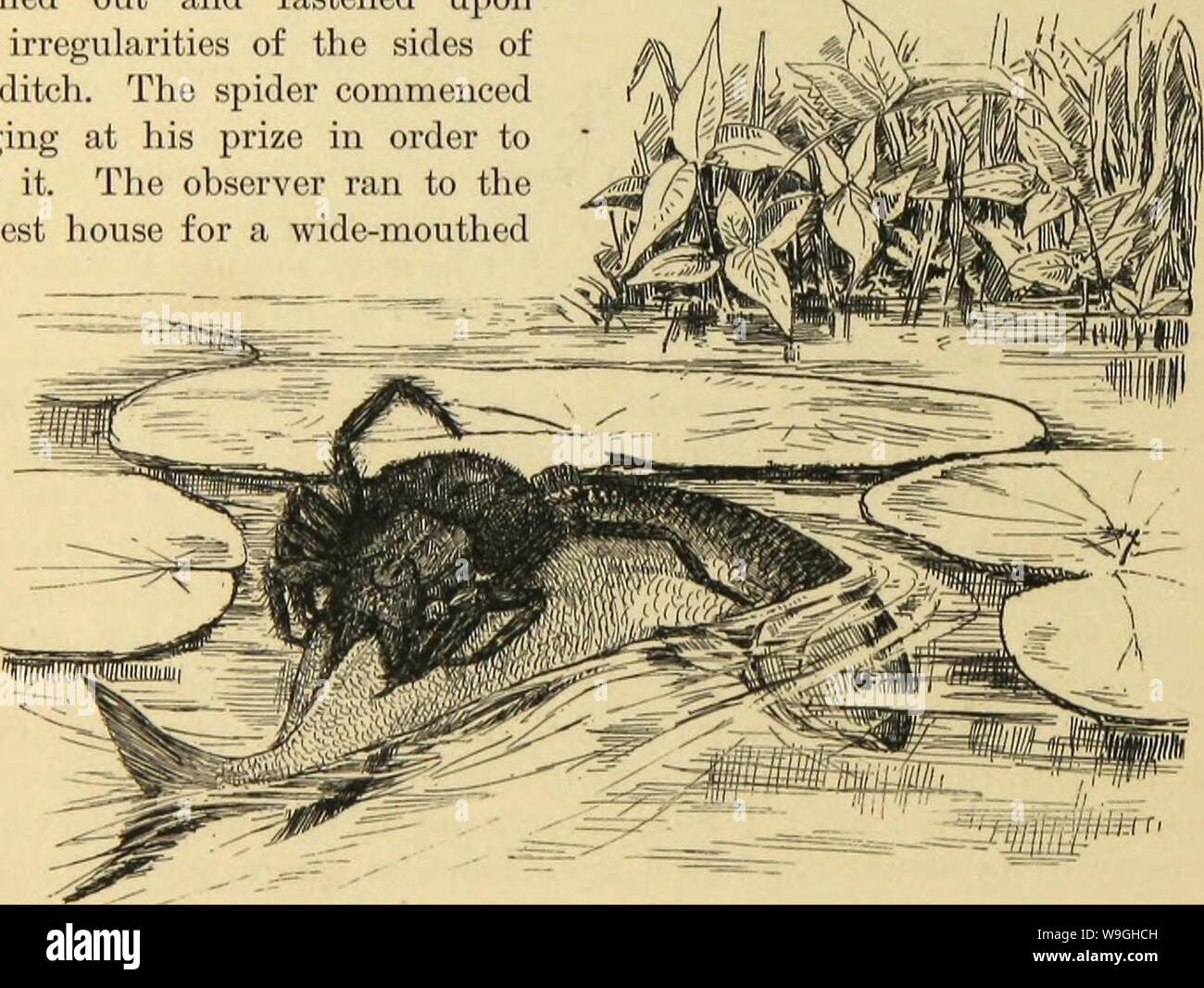 Spiders deadly grip hi-res stock photography and images - Alamy