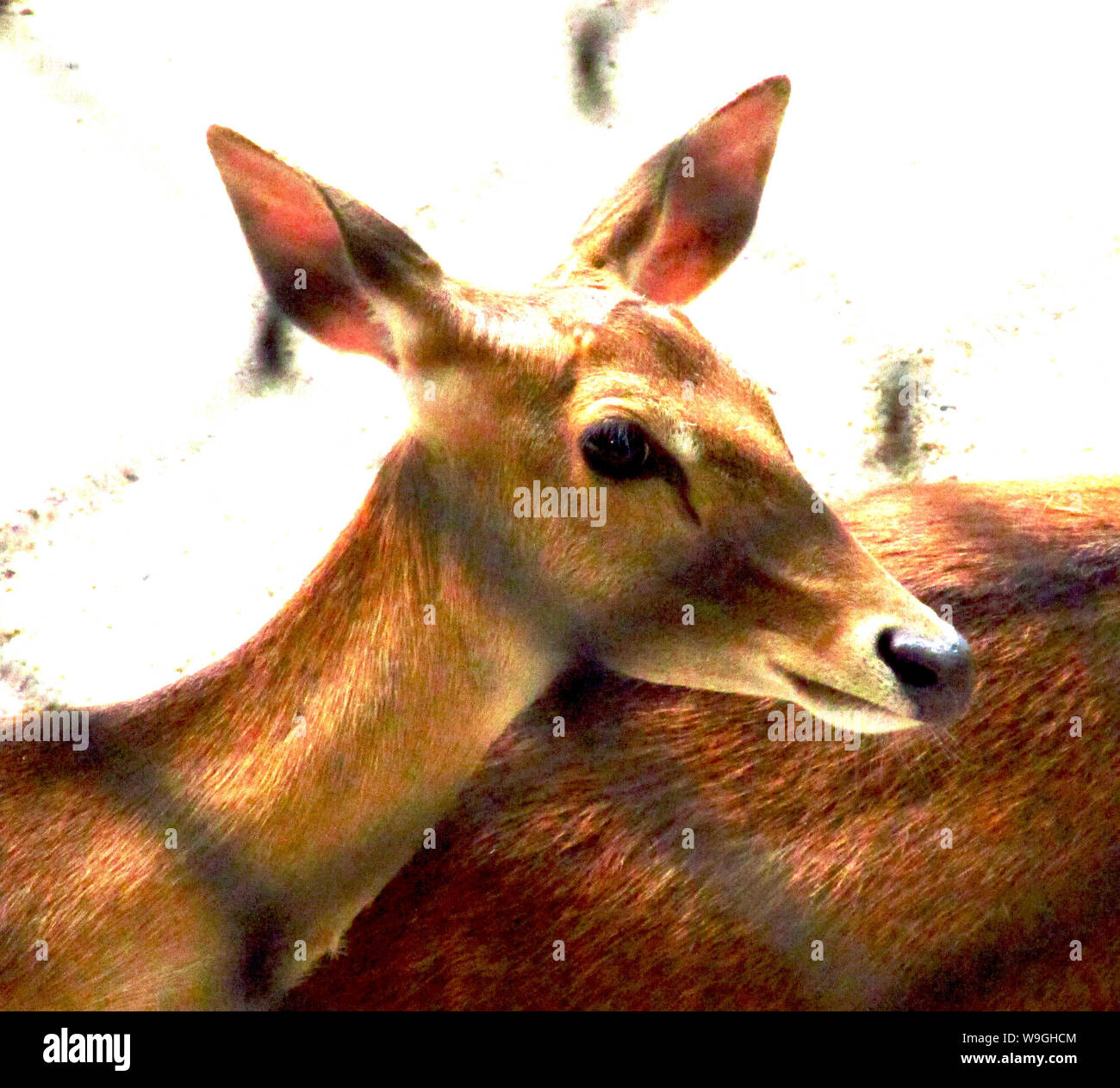 Animals in guangzhou zoo hi-res stock photography and images - Alamy