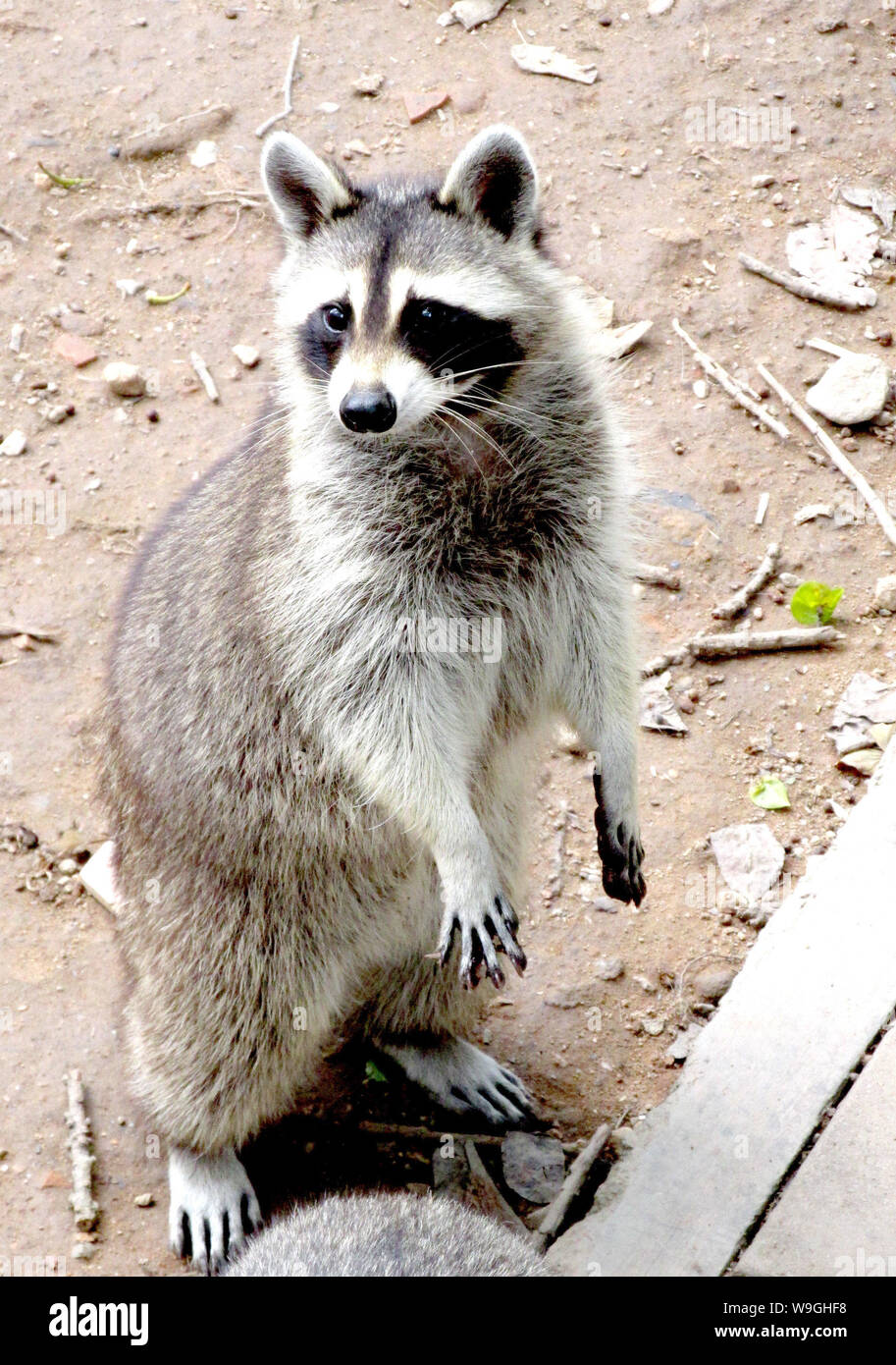 Zaa zoo hi-res stock photography and images - Alamy