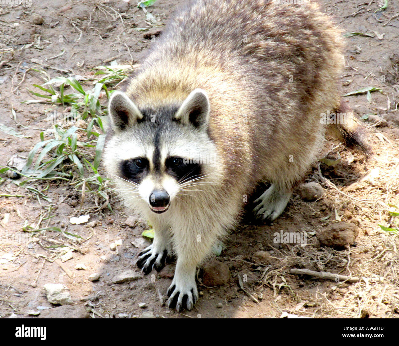 Guangzhou, Guangzhou, China. 14th Aug, 2019. Guangzhou, CHINA-Animals ...