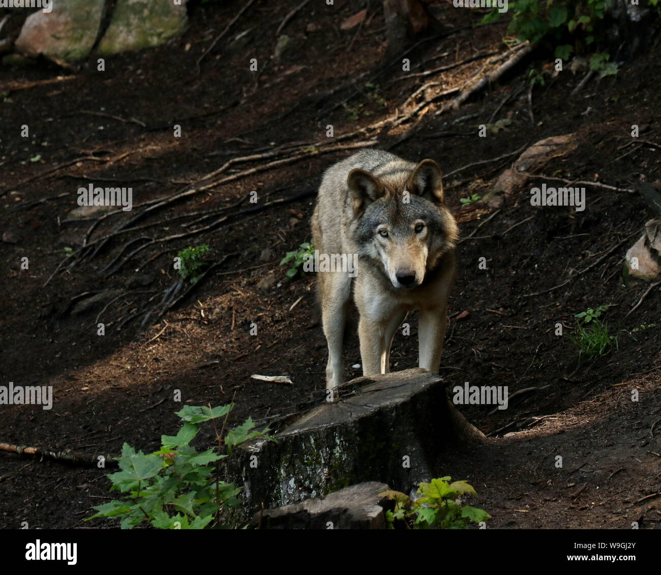 Wolves headshot hi-res stock photography and images - Alamy
