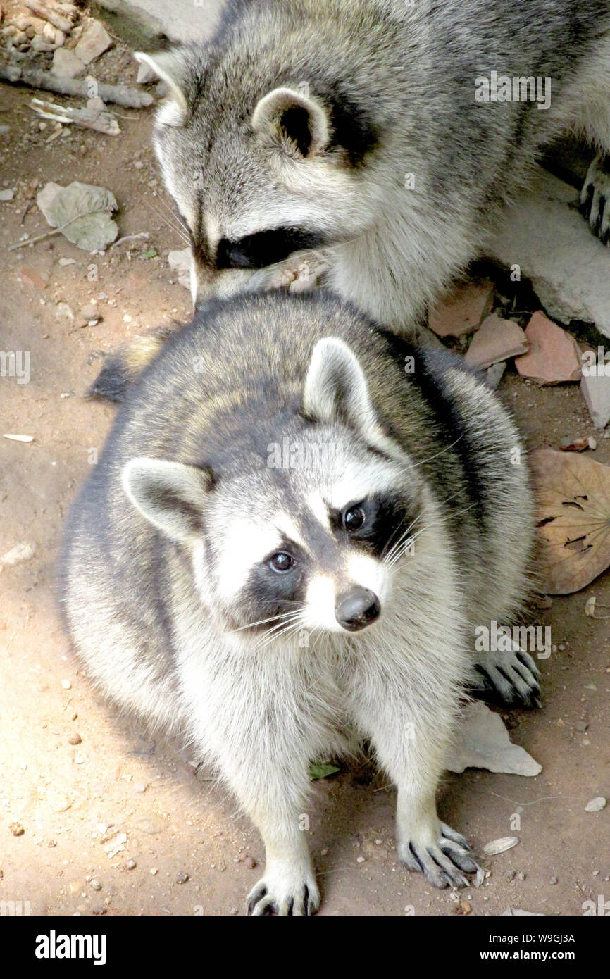 Zaa zoo hi-res stock photography and images - Alamy