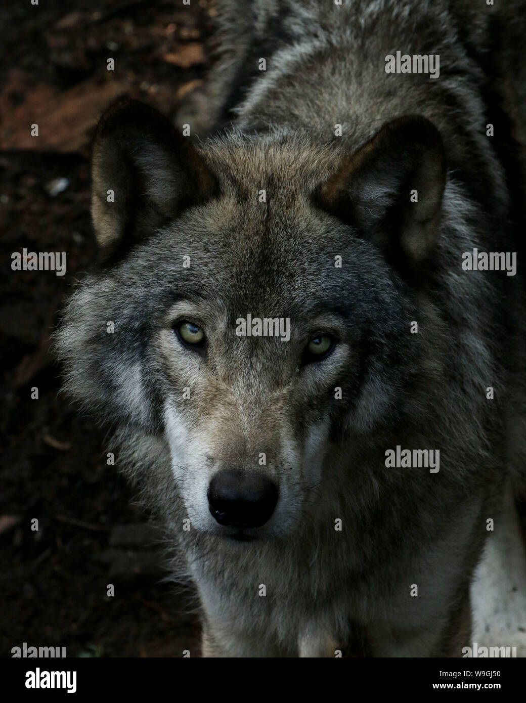 Wolves headshot hi-res stock photography and images - Alamy