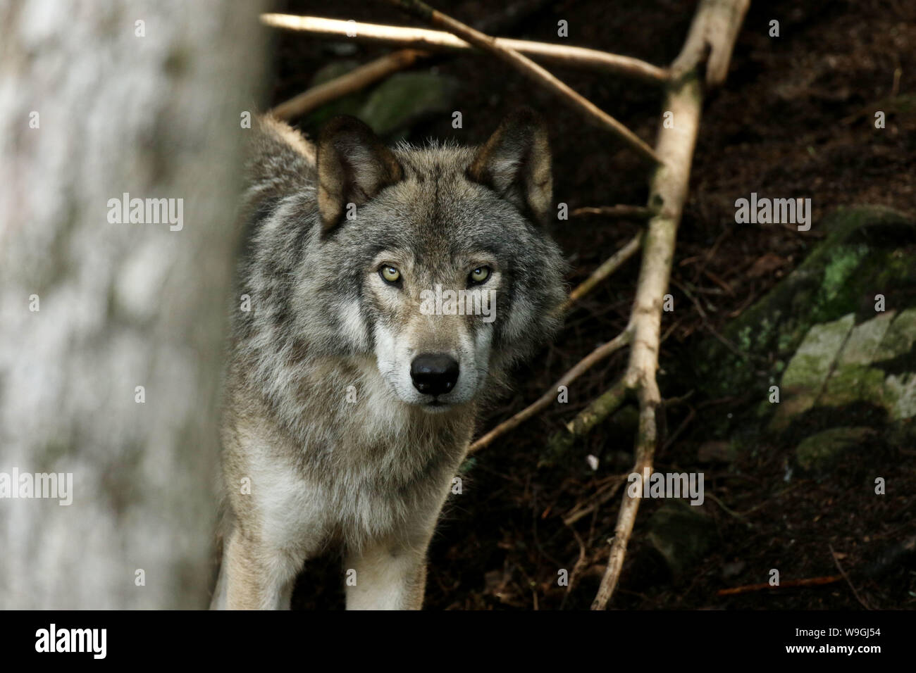 Grey wolves canada hi-res stock photography and images - Alamy