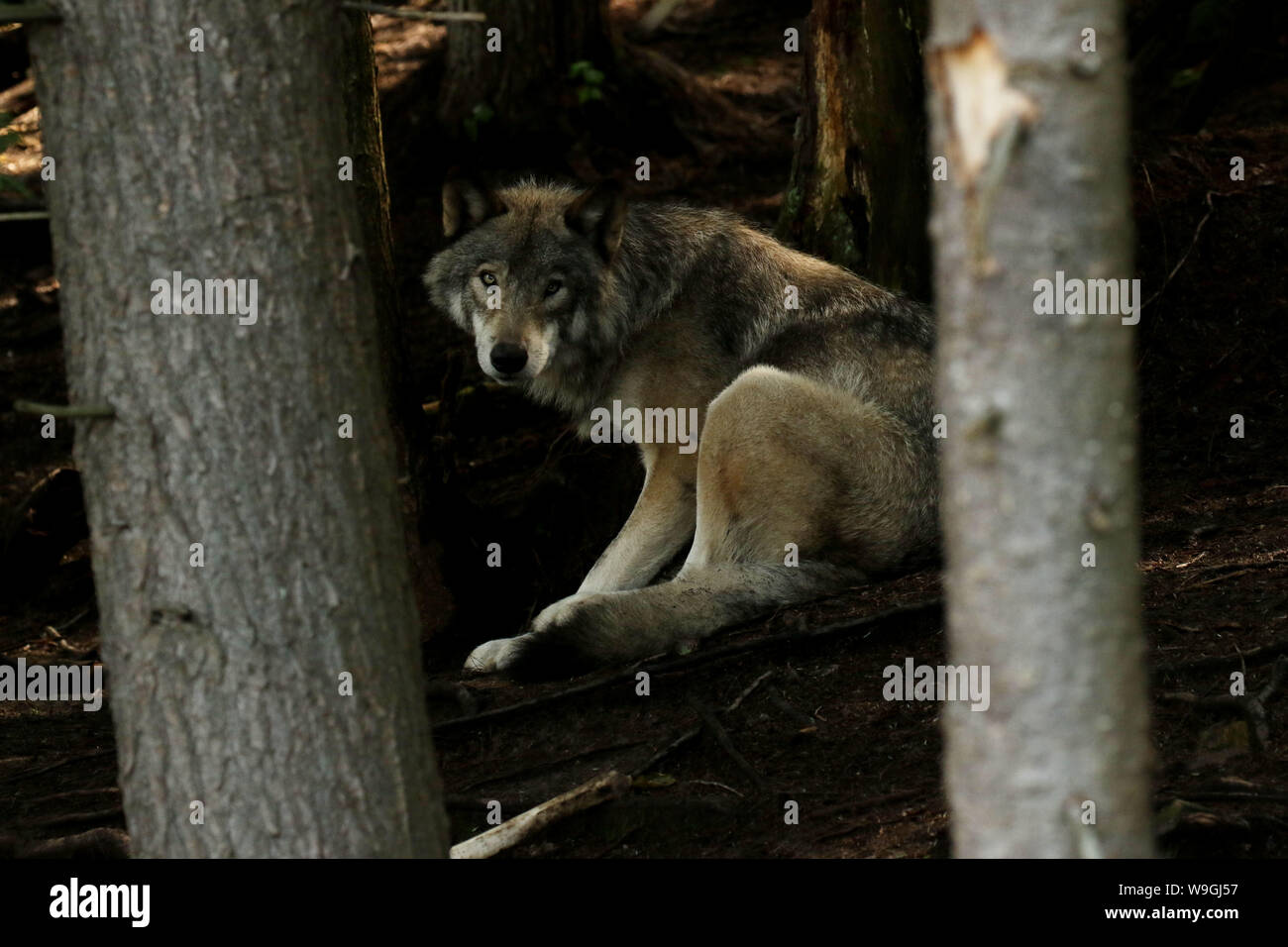Face of timber wolf hi-res stock photography and images - Alamy