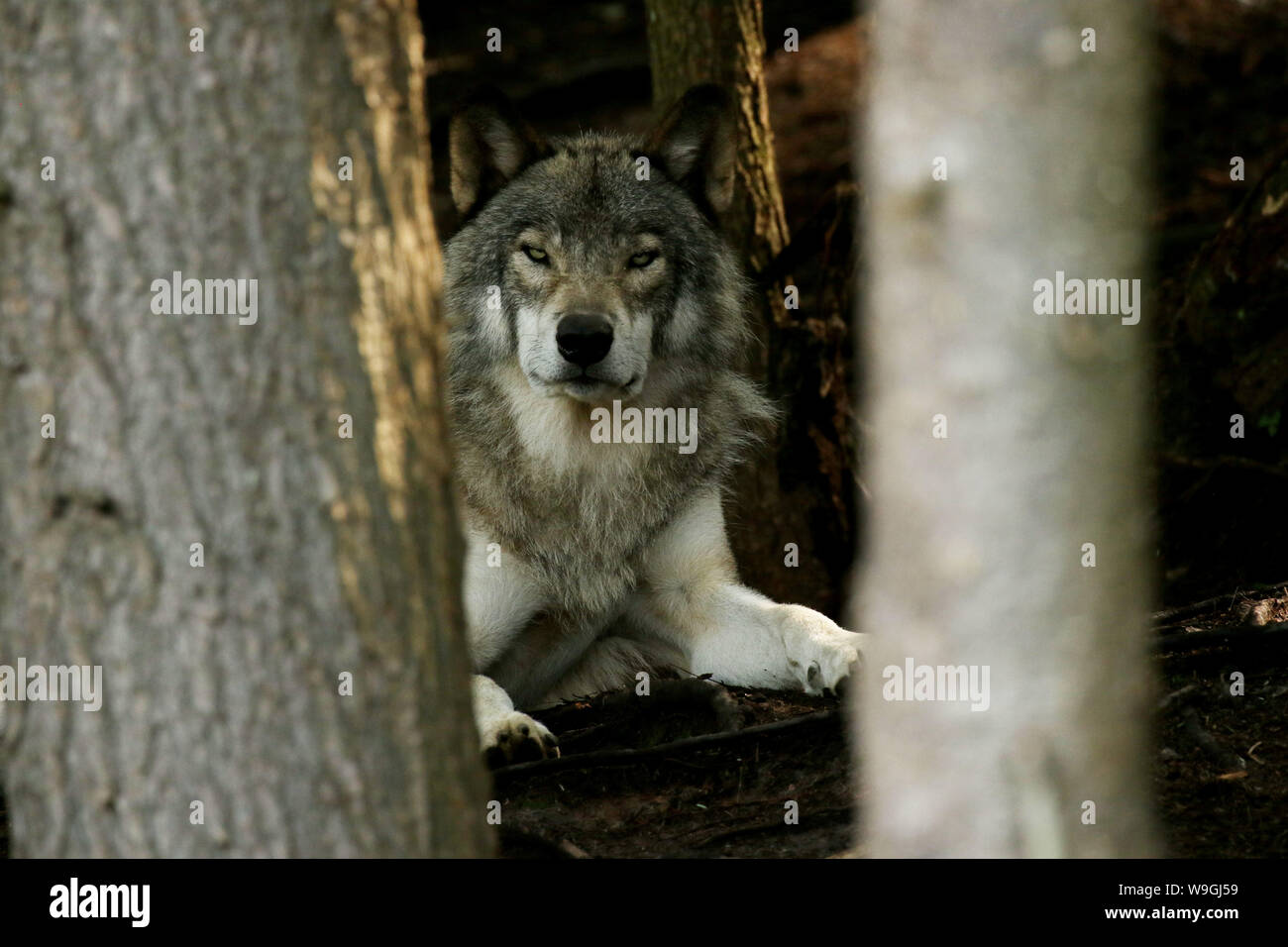 Menacing wolf hi-res stock photography and images - Alamy