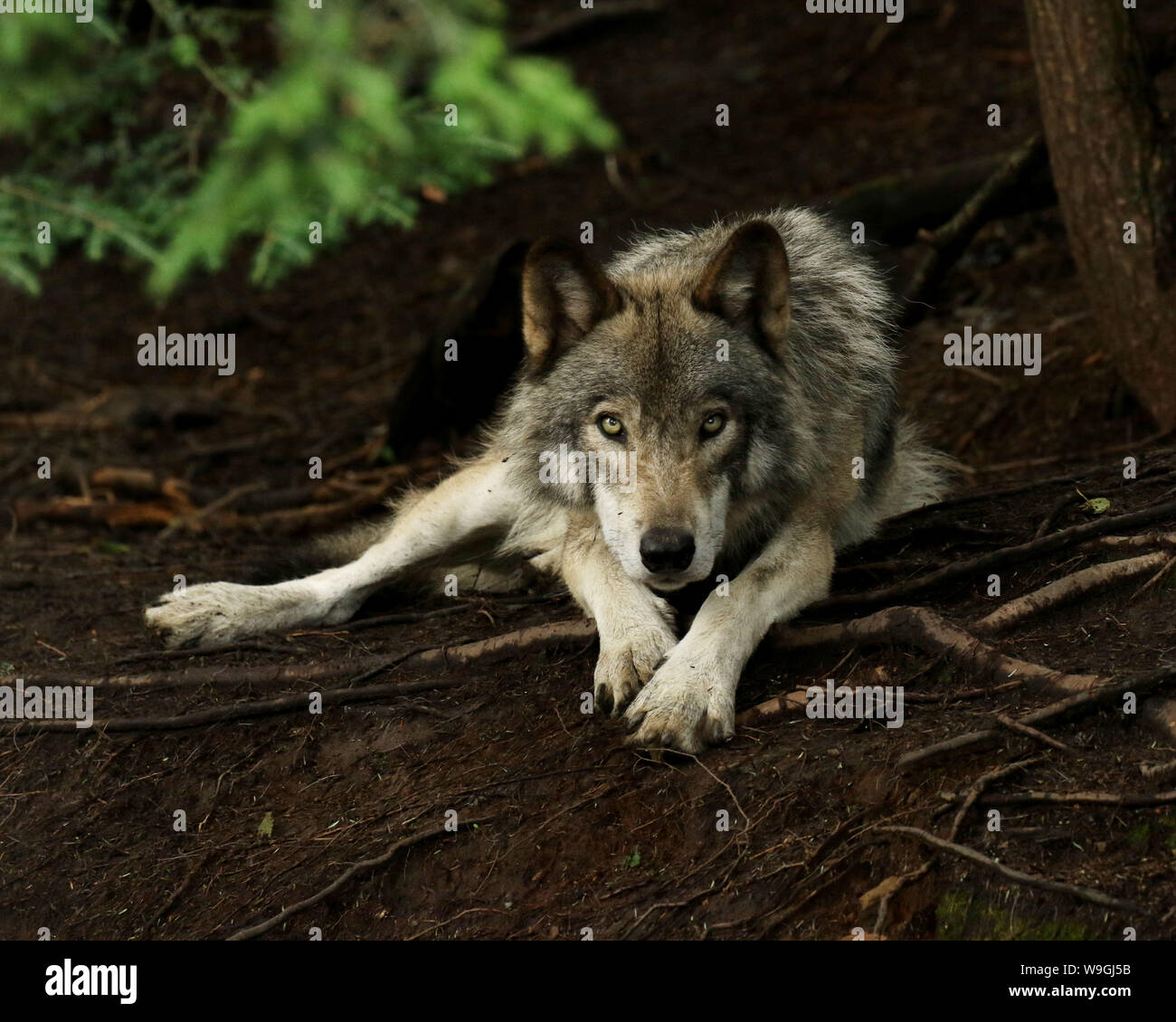 Timber wolf pups Stock Photo - Alamy