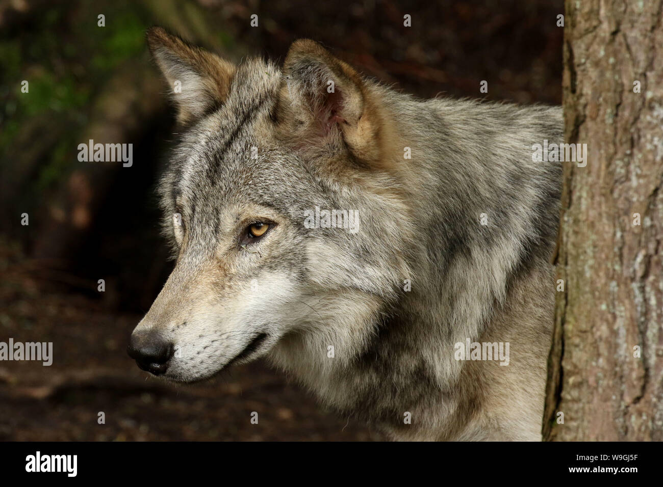 Wolves headshot hi-res stock photography and images - Alamy