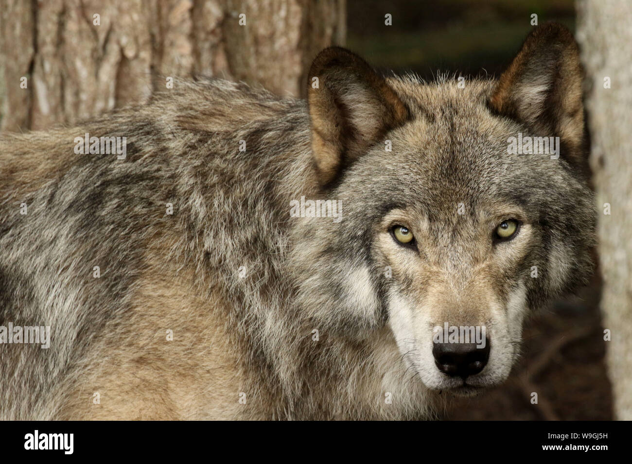 Female wolves hi-res stock photography and images - Alamy