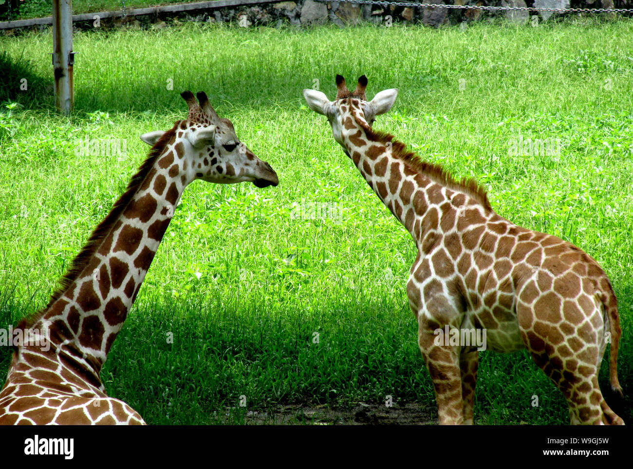 Zaa zoo hi-res stock photography and images - Alamy