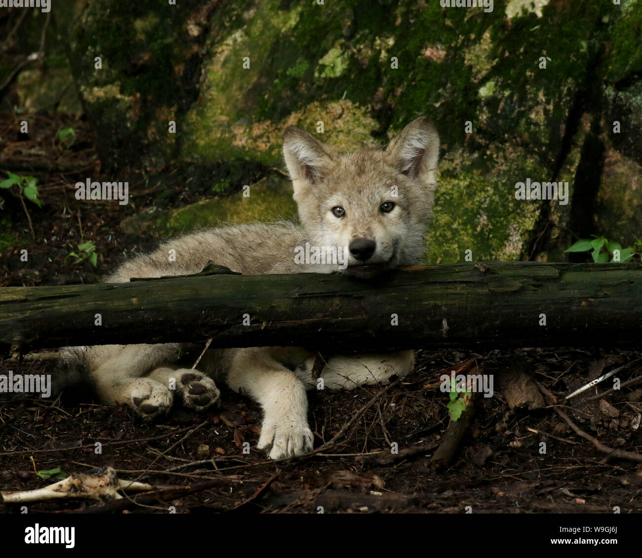 Grey wolf forest cub hi-res stock photography and images - Alamy
