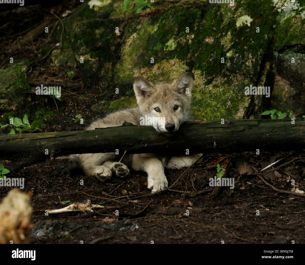 Wolf cub captive not zoo hi-res stock photography and images - Alamy