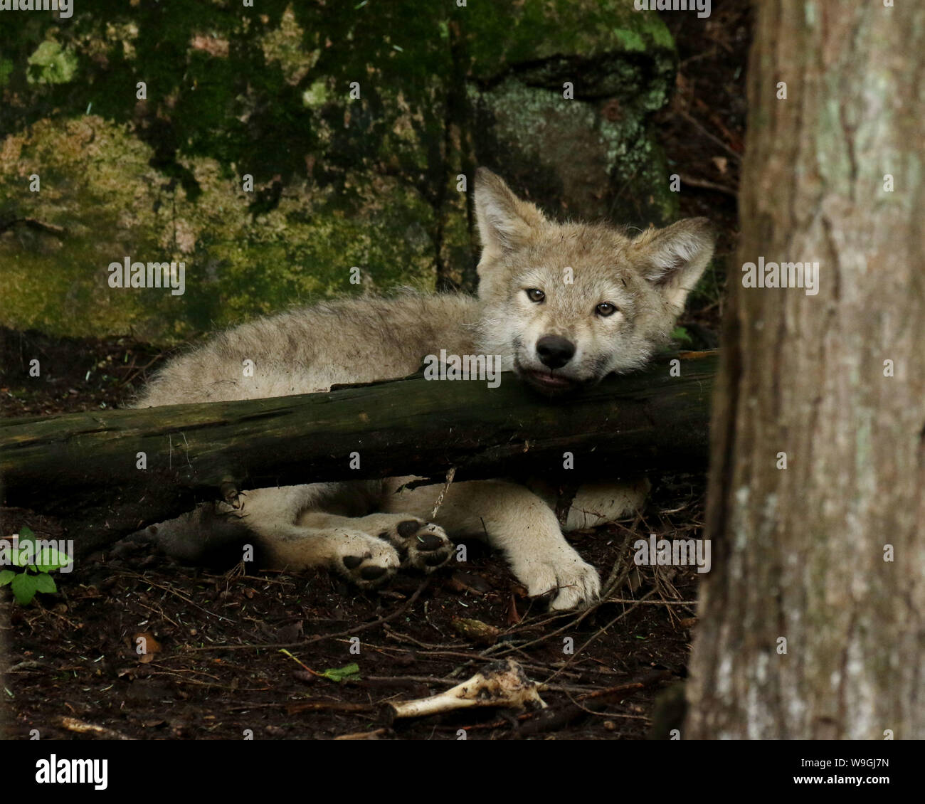 Wolf cub captive not zoo hi-res stock photography and images - Alamy
