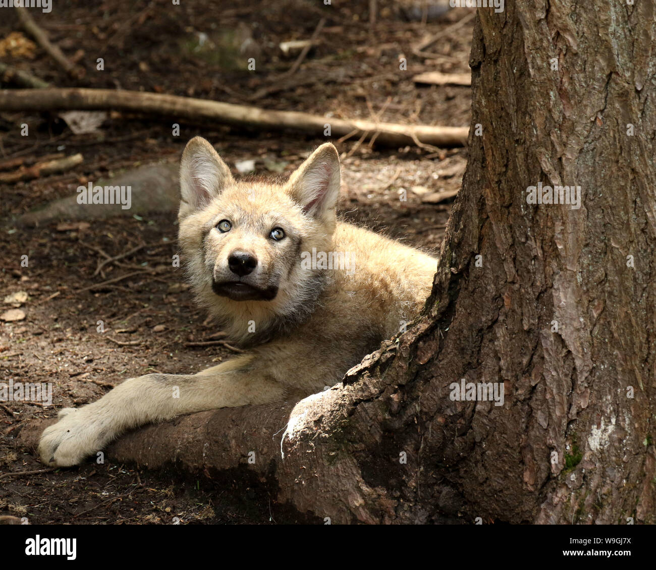 Timber wolf pups Stock Photo - Alamy