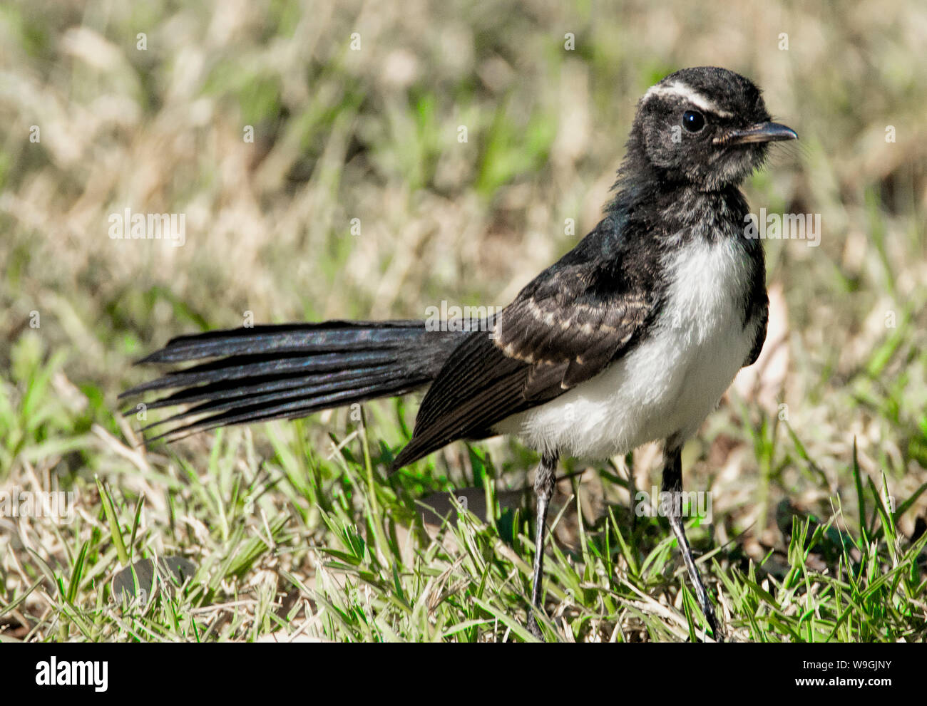 Willy Wagtail High Resolution Stock Photography and Images - Alamy