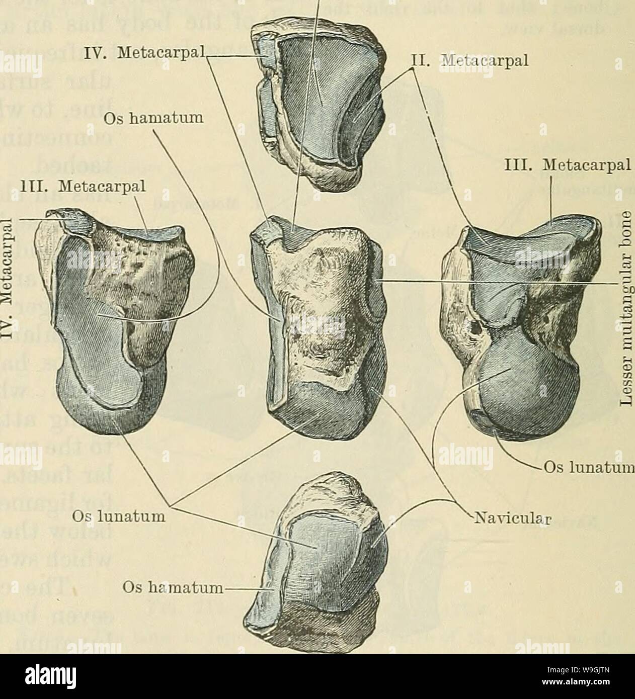 Archive image from page 255 of Cunningham's Text-book of anatomy (1914 ...