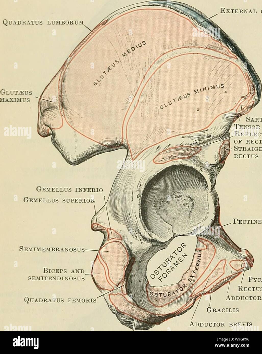 Archive image from page 263 of Cunningham's Text-book of anatomy (1914 ...