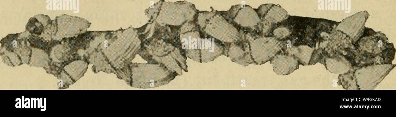 Novius Cardinalis High Resolution Stock Photography and Images - Alamy