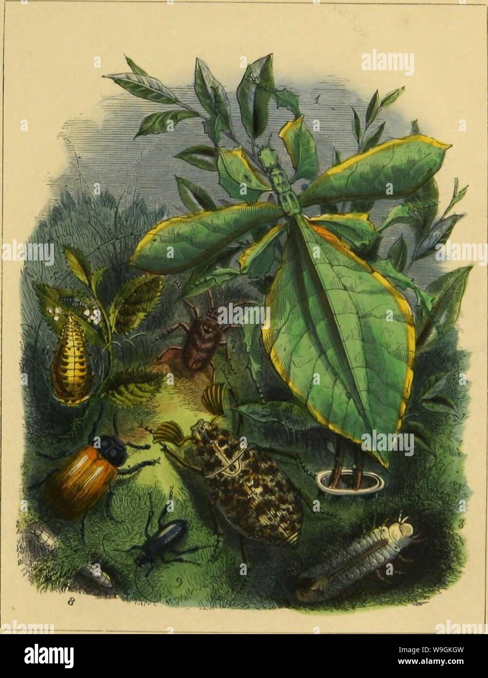 Vivarium insect hi-res stock photography and images - Alamy