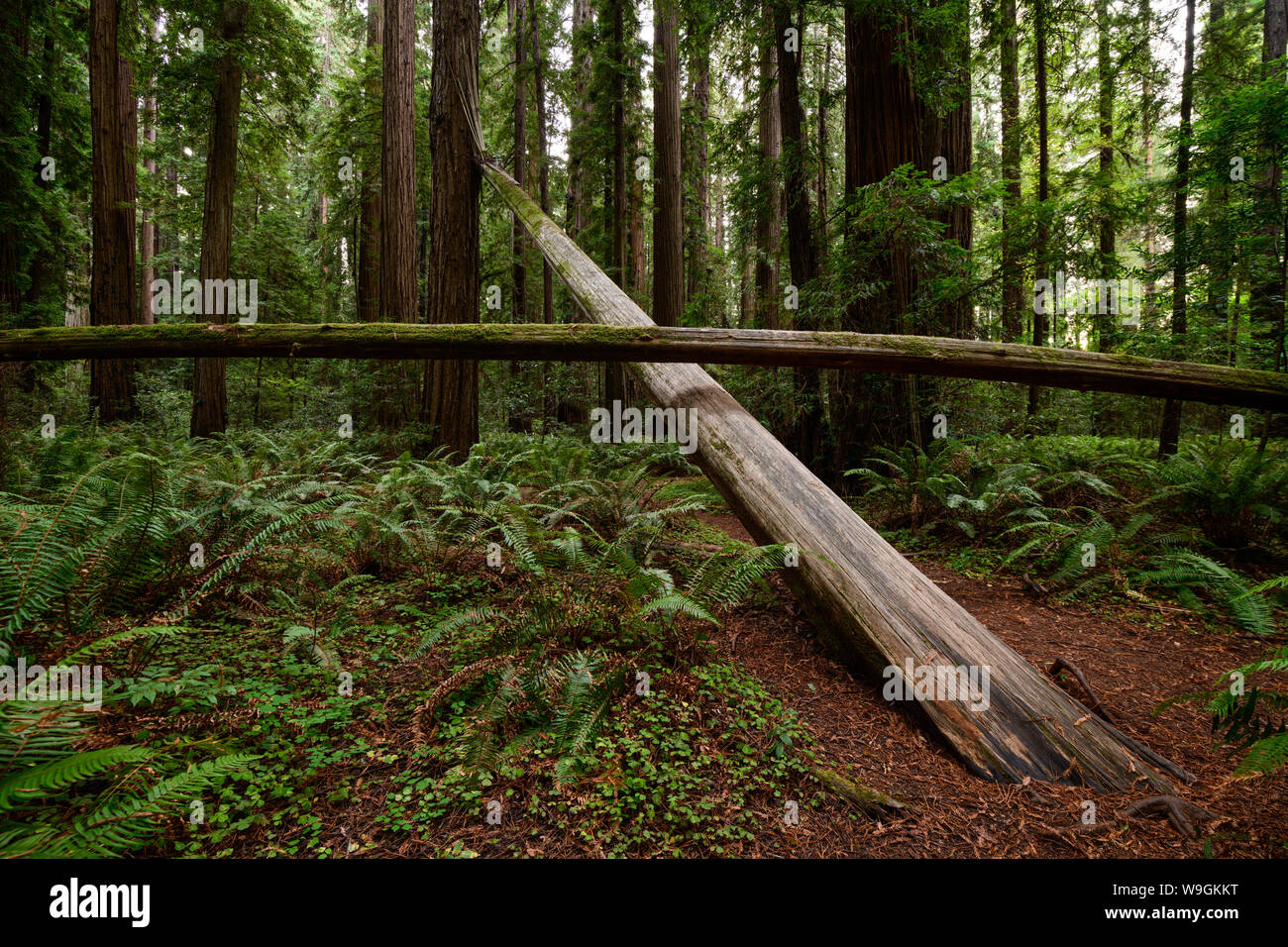 The Return Of The Jedi High Resolution Stock Photography and Images - Alamy