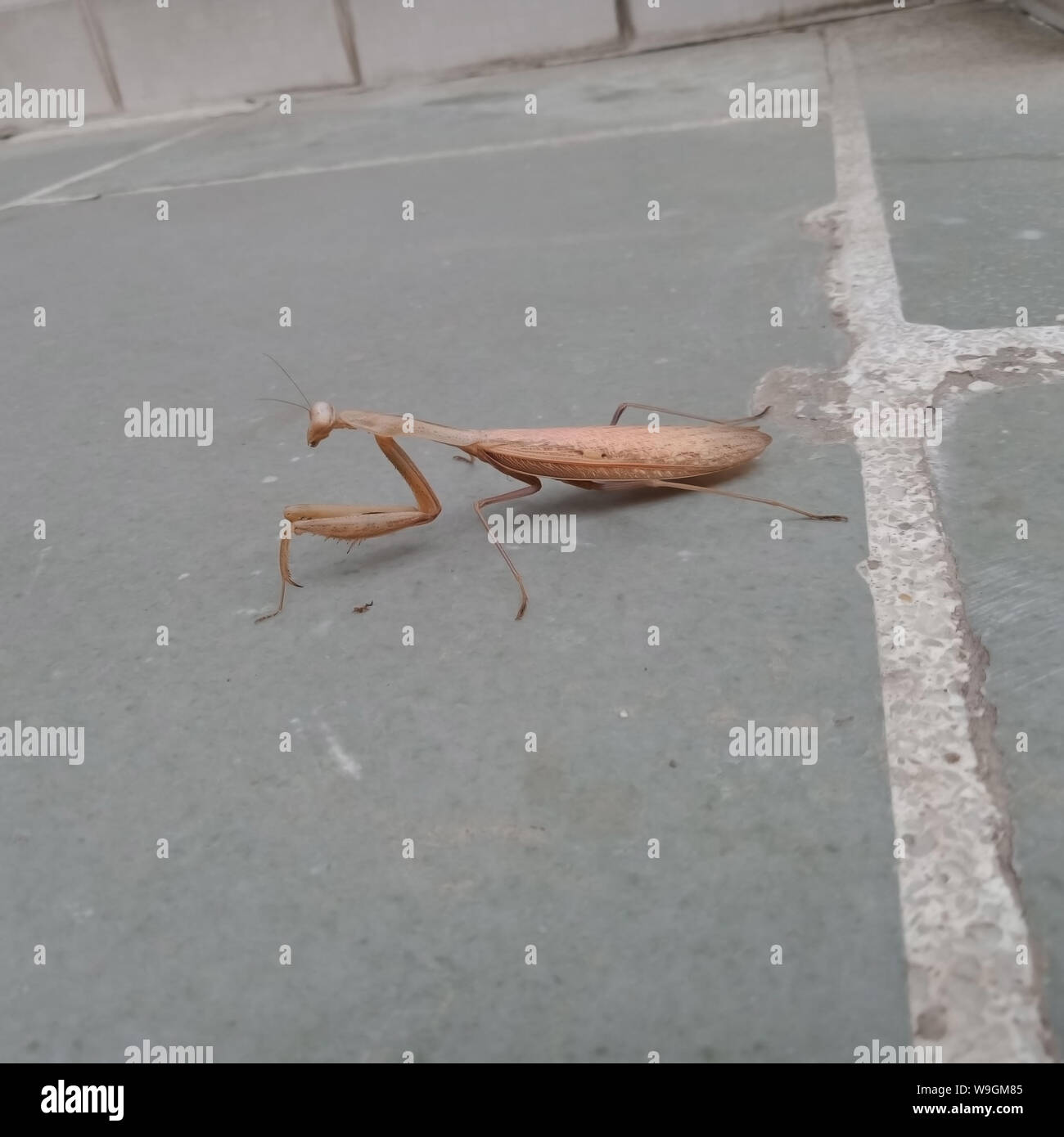 Praying Mantis, Brown adult female European mantis Stock Photo - Alamy