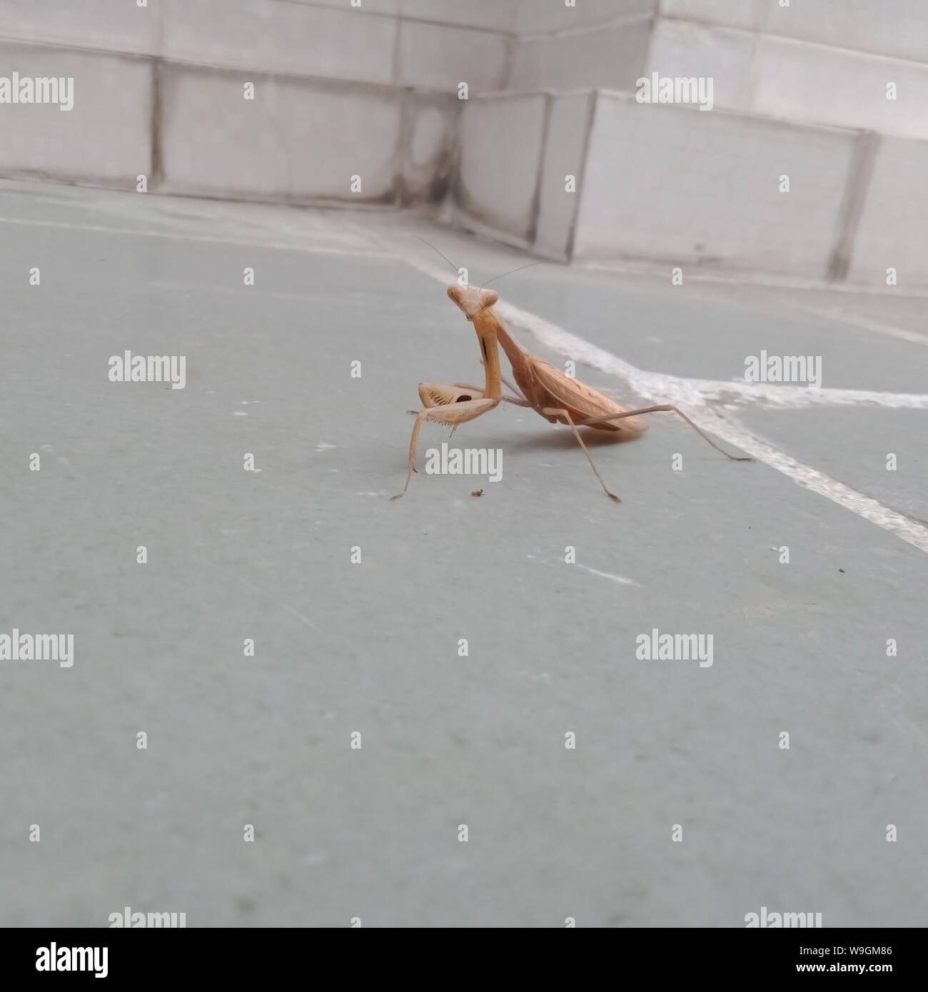 Praying Mantis, Brown adult female European mantis Stock Photo - Alamy