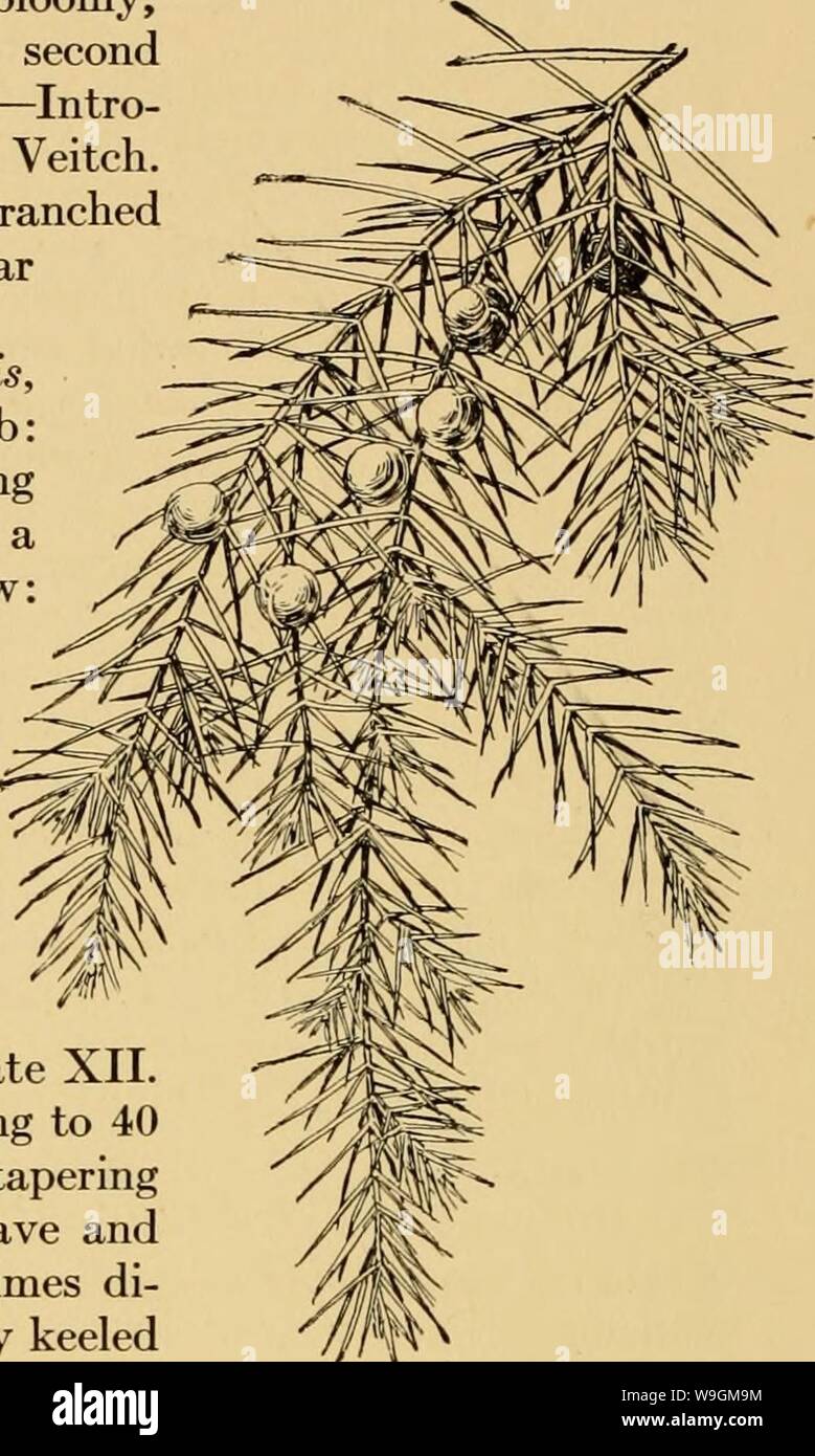 Long tapering leaves hi-res stock photography and images - Alamy