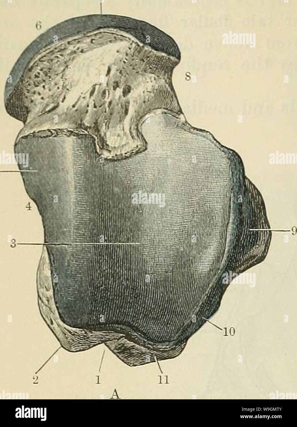 Archive image from page 291 of Cunningham's Text-book of anatomy (1914 ...