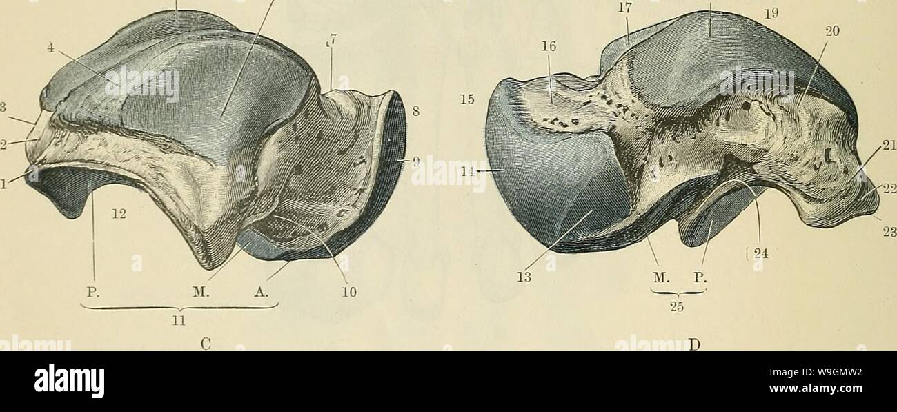 Archive image from page 291 of Cunningham's Text-book of anatomy (1914 ...