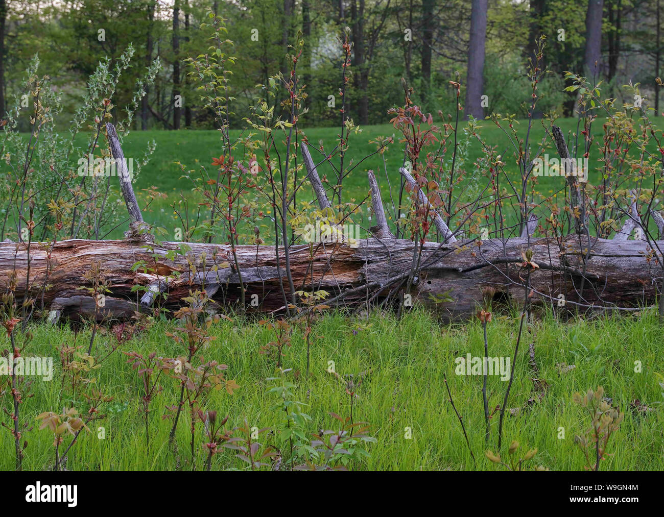 Young new thriving trees sprouting from the remnants of a rotting one ...