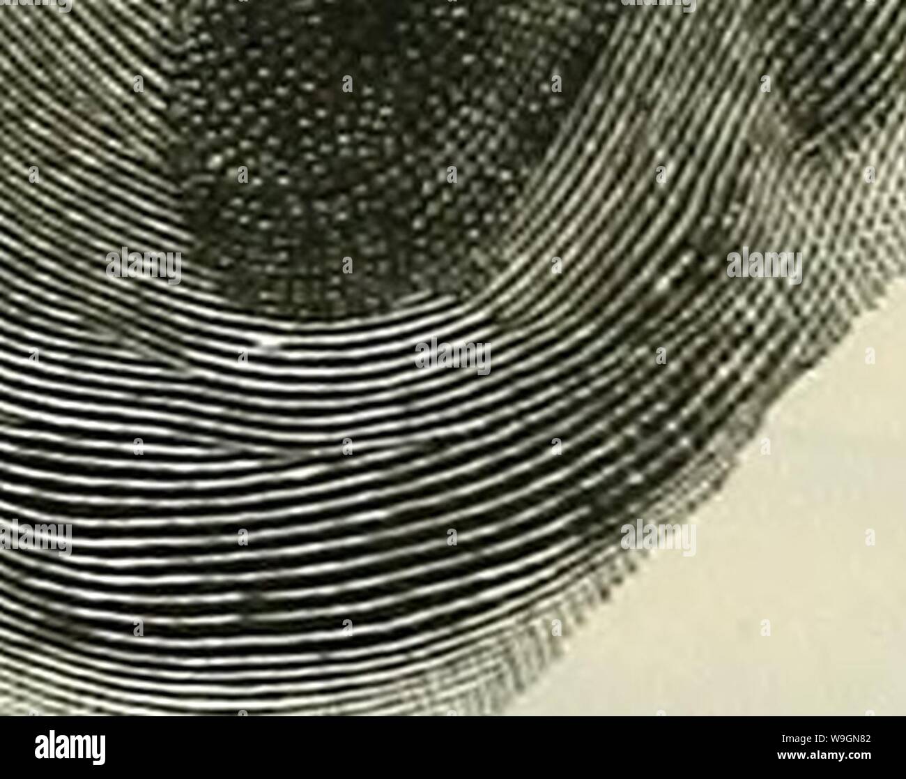 Third phalanges hi-res stock photography and images - Alamy