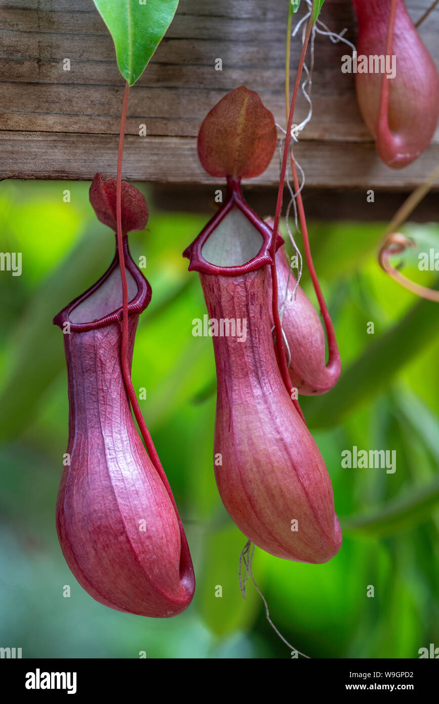 Carnivorous Pitcher Plant High Resolution Stock Photography and Images ...