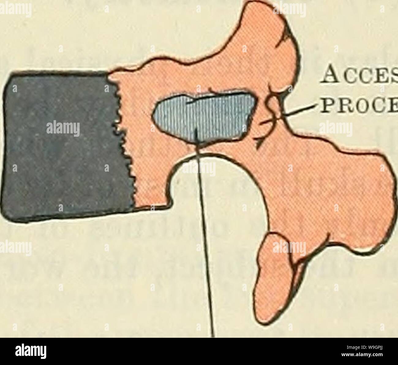 Archive image from page 316 of Cunningham's Text-book of anatomy (1914 ...