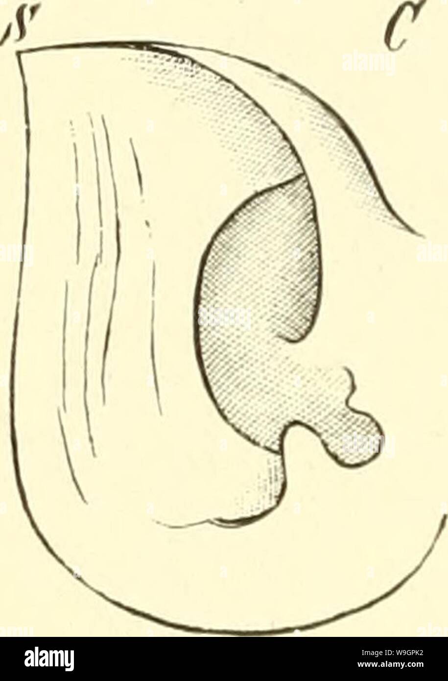 Wirbeltiere anatomie hi-res stock photography and images - Alamy