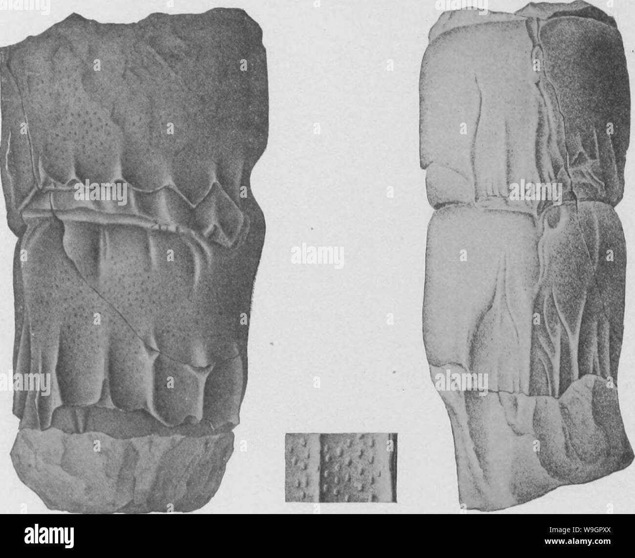 Archive image from page 319 of The Eurypterida of New York Stock Photo ...