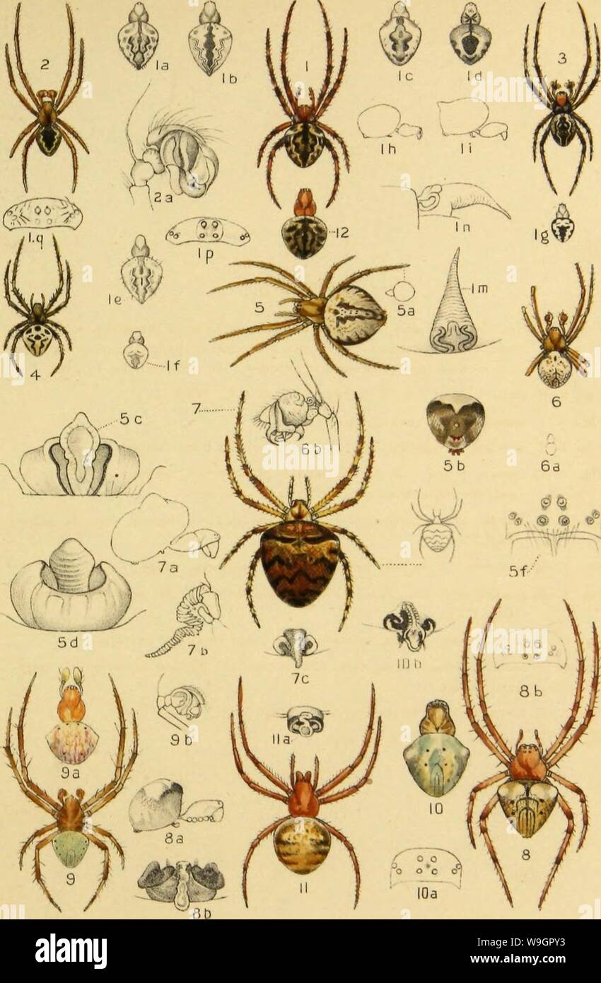 Archive image from page 320 of American spiders and their spinning ...