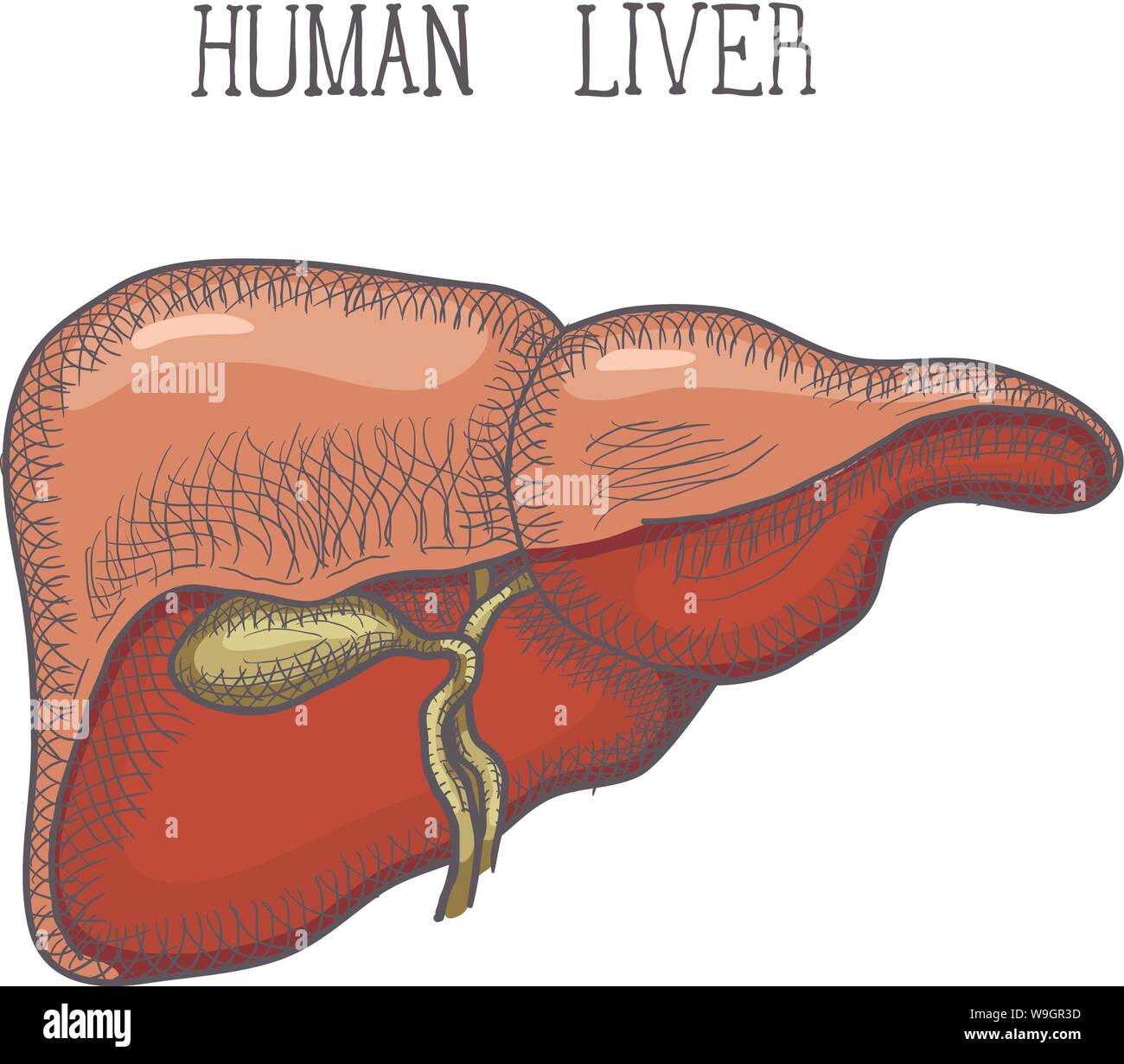 Sketch Ink Human liver, hand drawn, doodle style, Engraved Anatomical ...